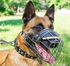 How Do You Train A Dog To Wear A Muzzle